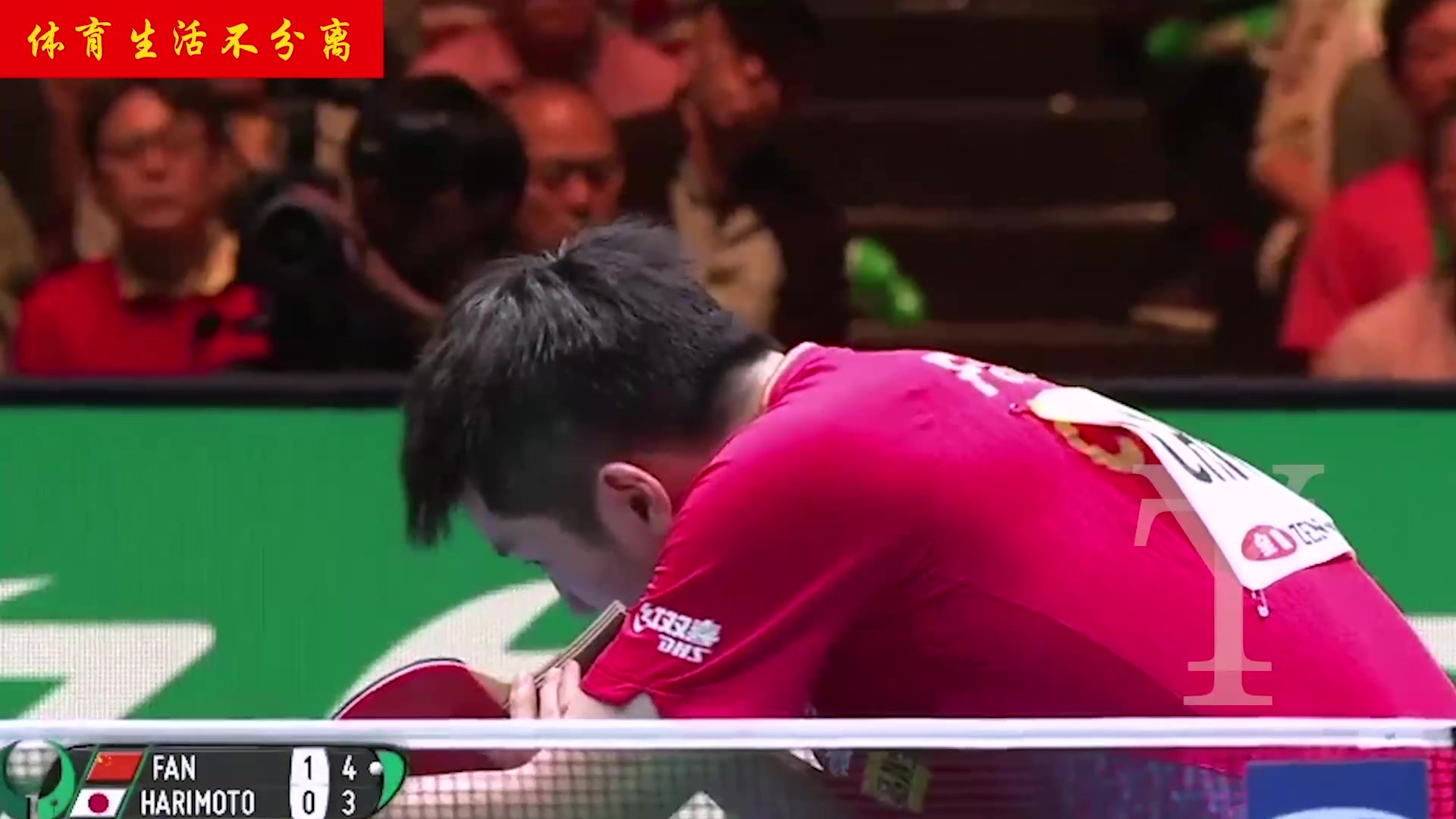 樊振东暴力碾压张本智和,倒地得分.