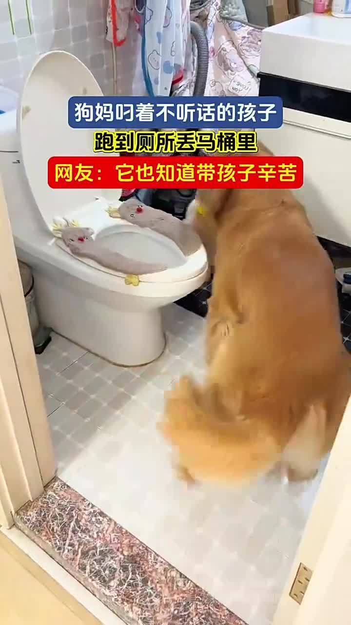 狗妈叼着不听话的孩子,跑到厕所丢马桶里