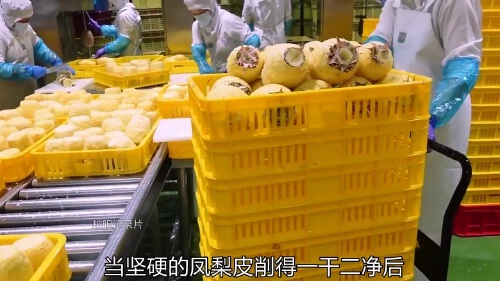 凤梨酥是如何制作的?你有吃过凤梨果肉的凤梨酥吗?味道真的好