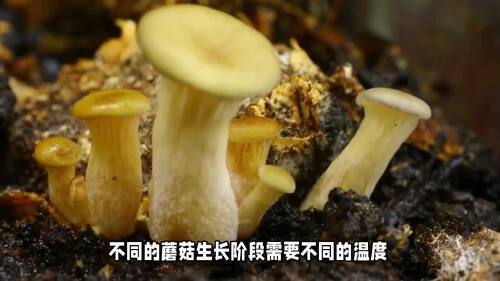 蘑菇有什么传播种子的途径,蘑菇对生长环境的要求是什么