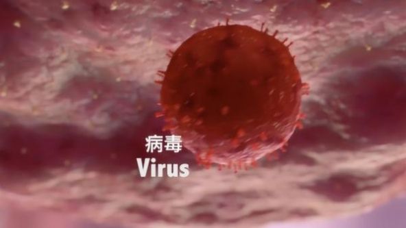 病毒是如何进入人体细胞,并复制DNA繁殖的?