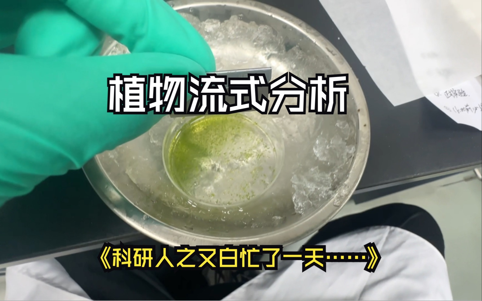 (生态学研究生实验记录)植物流式细胞分析基因组大小及染色体倍性的...