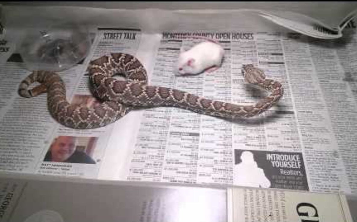 蛇毒到底有多可怕,有多快见效?太心疼这只小白鼠了,好惨!@红烧油兔...