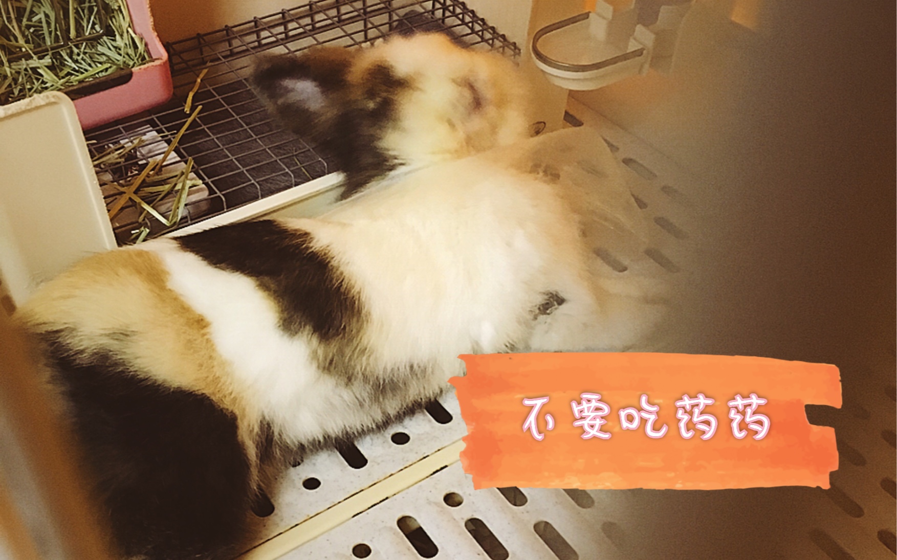【三花兔兔】如何给活泼的小兔子喂药