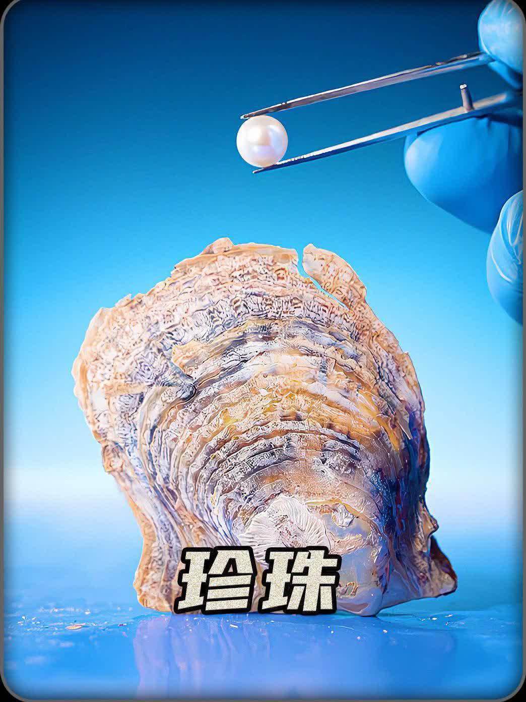 珍珠是怎么产出来的? 珍珠是怎么产出来的?#奇闻异事 #百科 #解说 #科普 #生活