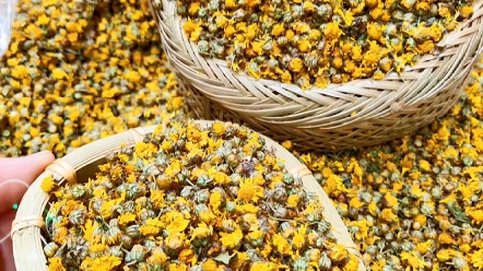 煮一壶菊花灵芝茶,好适合春天哟~灵芝菊花茶有平肝明目、祛风、润喉,...