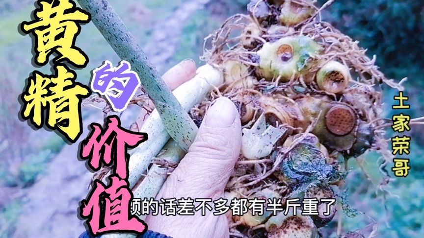野生黄精与种植黄精的区别,外观颜色便知,其炖汤可延年益寿补脾
