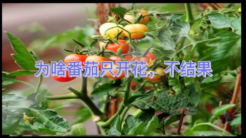 为什么番茄只开花不结果