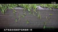 凤冈锌硒茶宣传片_高清