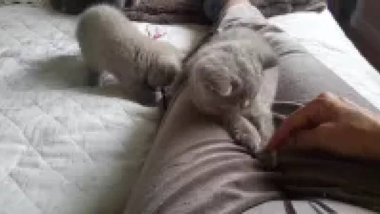 英短蓝猫多少钱一只?怎么挑选一只好的英短蓝猫?