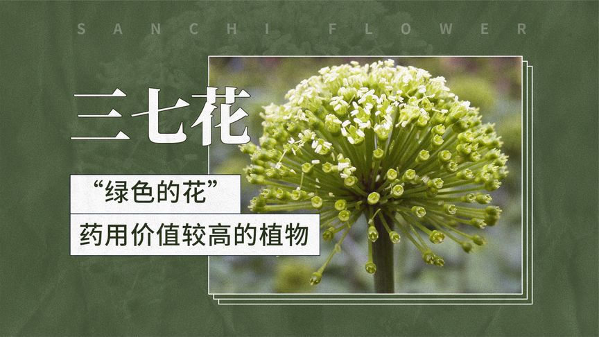 三七花——“绿色的花”,药用价值较高的植物