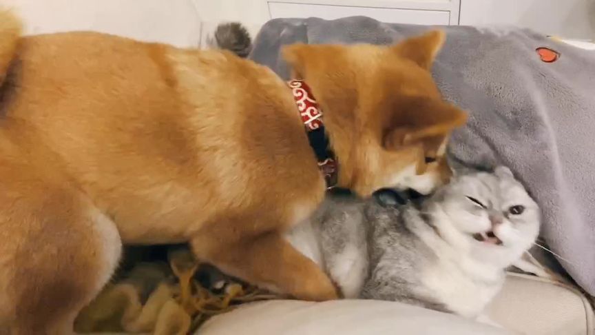 我可是最喜欢看猫狗打架了,大家呢?#柴犬 #猫咪 #猫和狗一起养