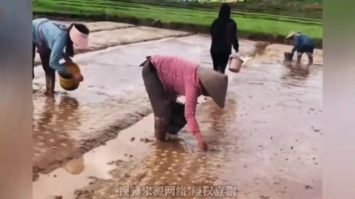 独特的种水稻方式,好家伙,亩产800斤,谷种400斤