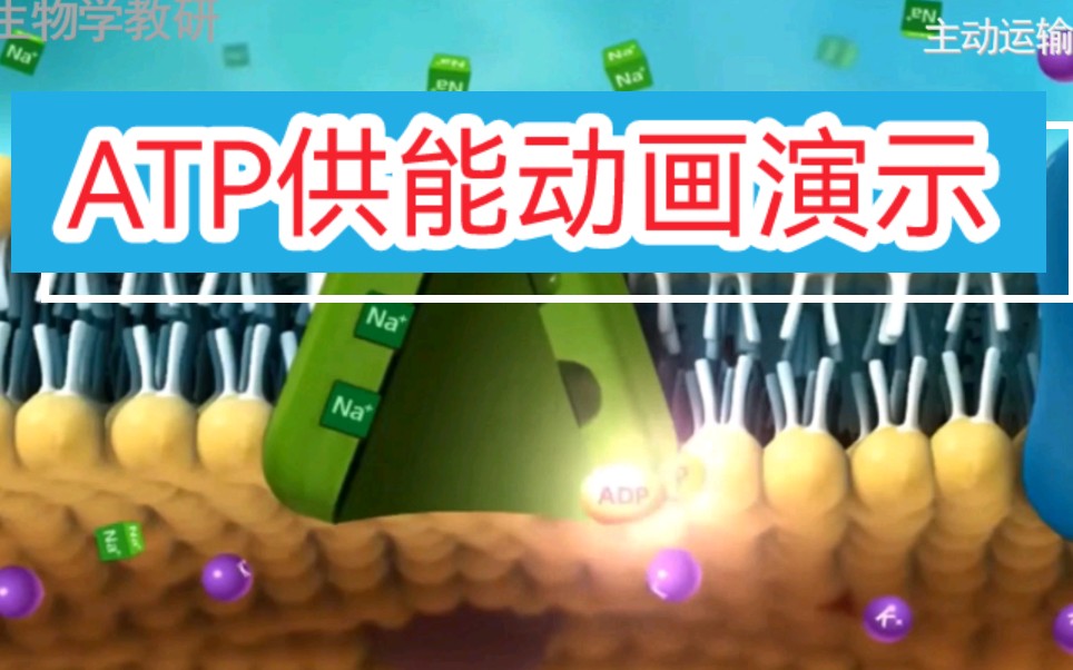 【高中生物学必修1】ATP供能动画演示(课本88页)
