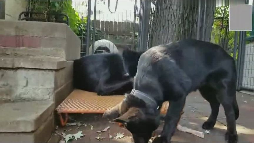 非常珍贵的纯黑德国牧羊犬!价值是普通德牧的10倍!