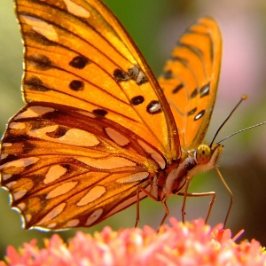 名前のないお兄さん 