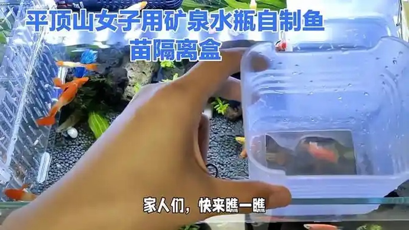 女子用矿泉水瓶自制小鱼苗隔离盒