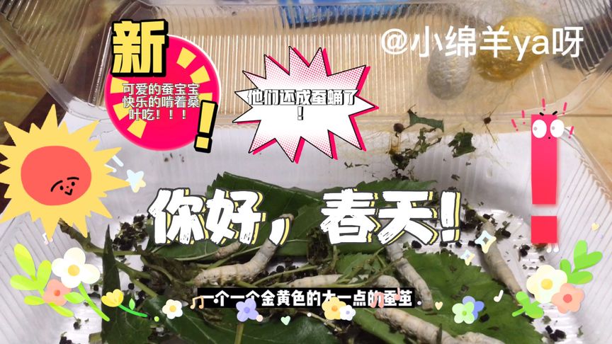 【蚕宝宝成长日记】2:可爱的蚕宝宝快乐的啃桑叶!还成蚕蛹了!