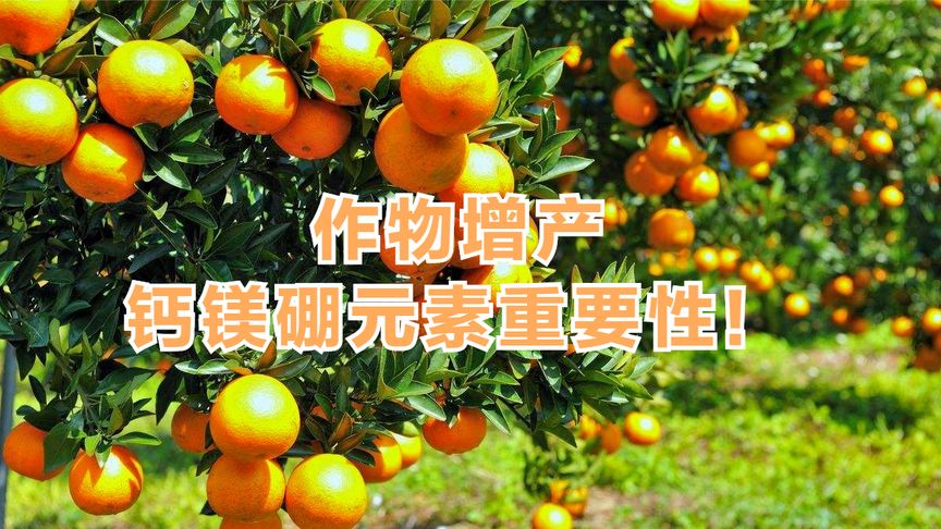 钙镁硼元素有什么作用?作物增产增收为什么不可缺少?