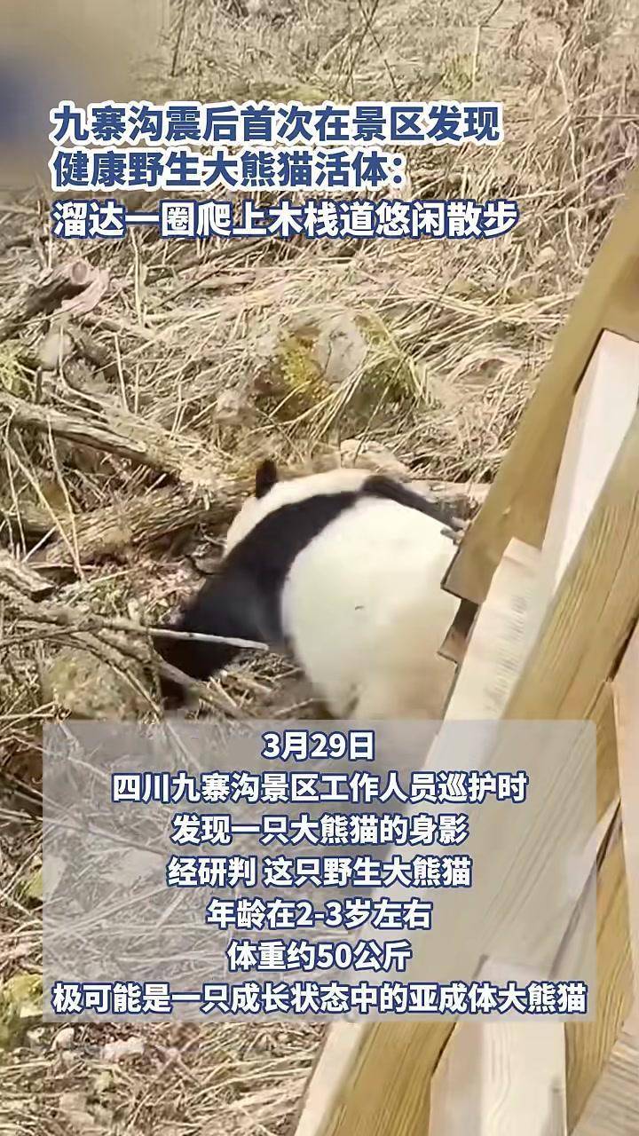 九寨沟震后首次在景区发现健康野生大熊猫活体:溜达一圈后爬上木...