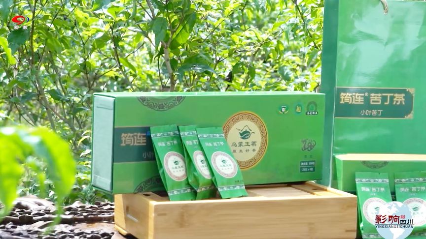 《影响四川》之匠心传承·小叶苦丁茶