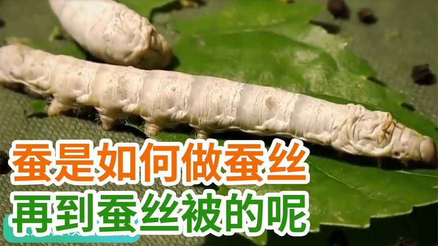 蚕是如何制成蚕丝的,再制作成蚕丝被子的过程