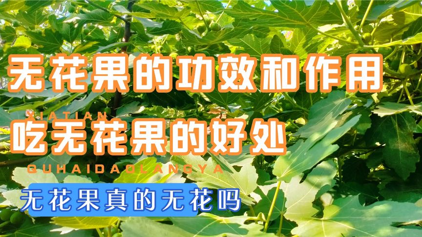 无花果有什么功效和作用?无花果真的无花吗?吃无花果的好处是:
