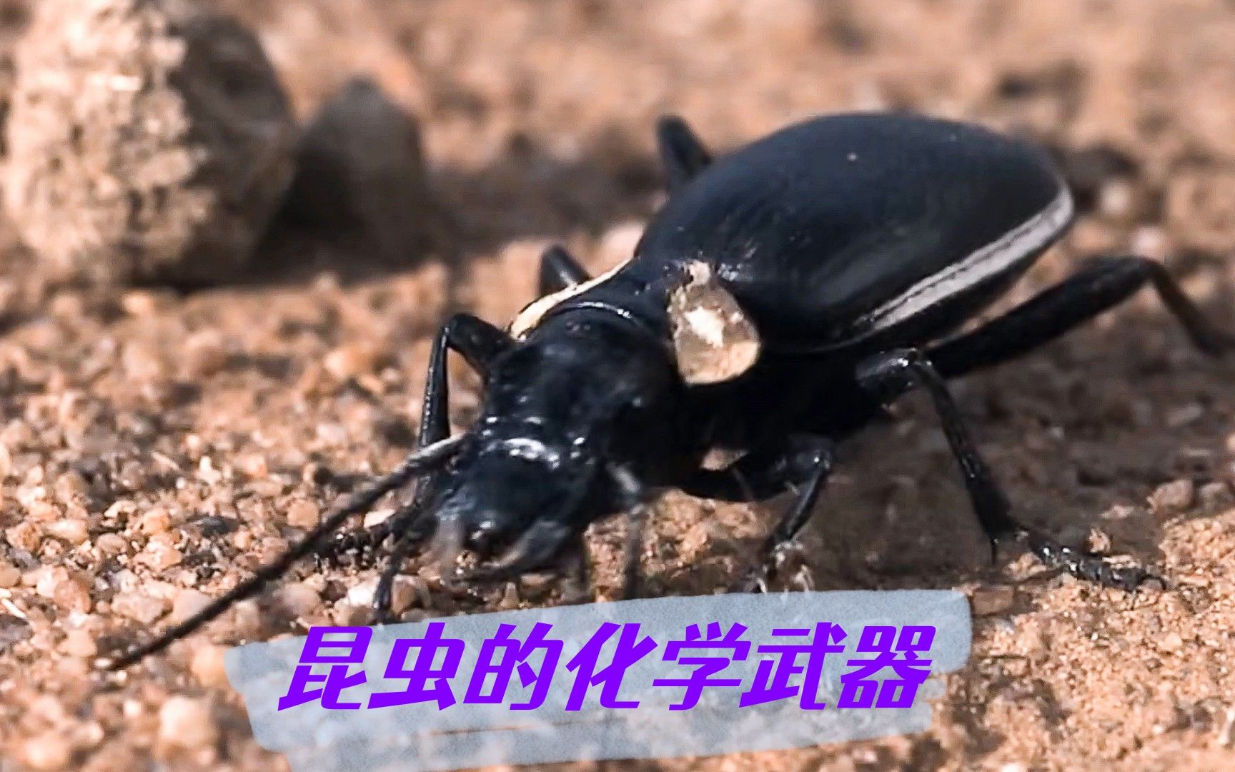 昆虫的化学武器,喷酸甲虫被模仿,屁步甲喷射频率每秒500次