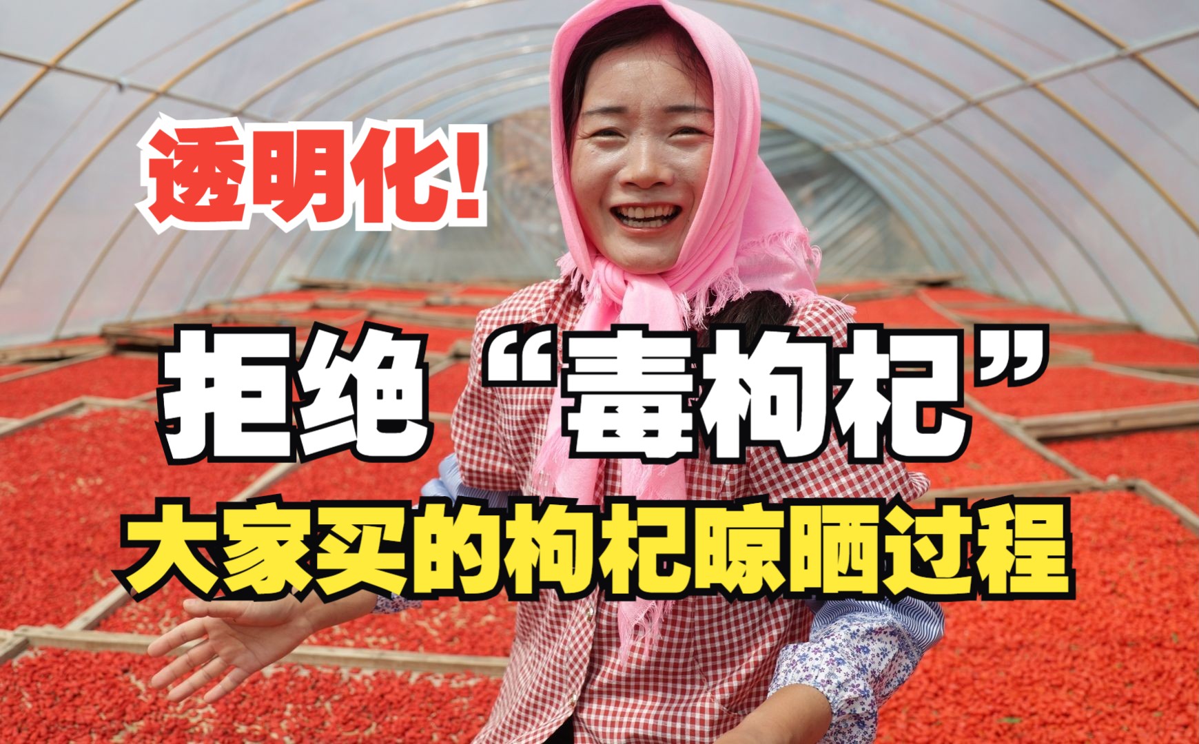 拒绝”毒枸杞“!大家买的枸杞晾晒过程!希望不辜负大家的信任
