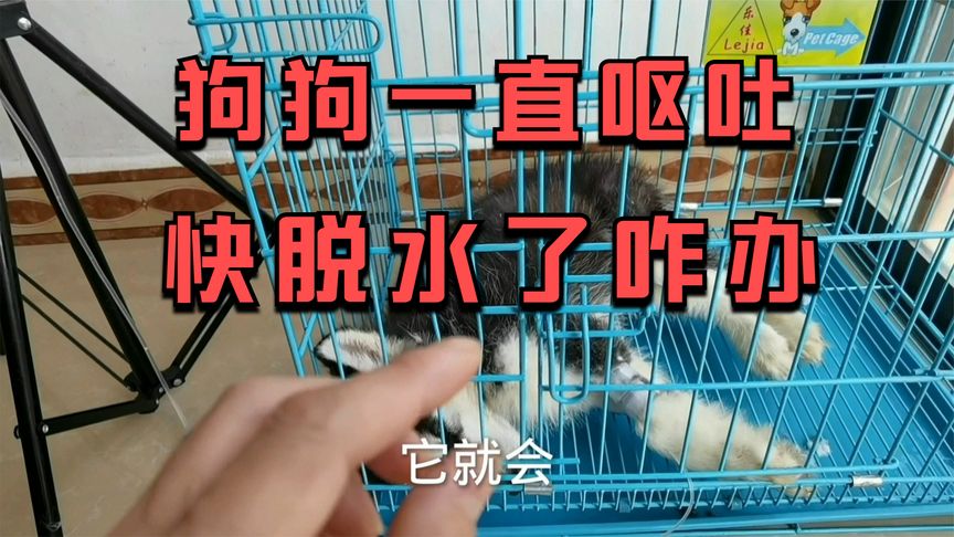 狗狗得了细小,冠状,犬瘟,一直呕吐,自己在家怎样给它输液。