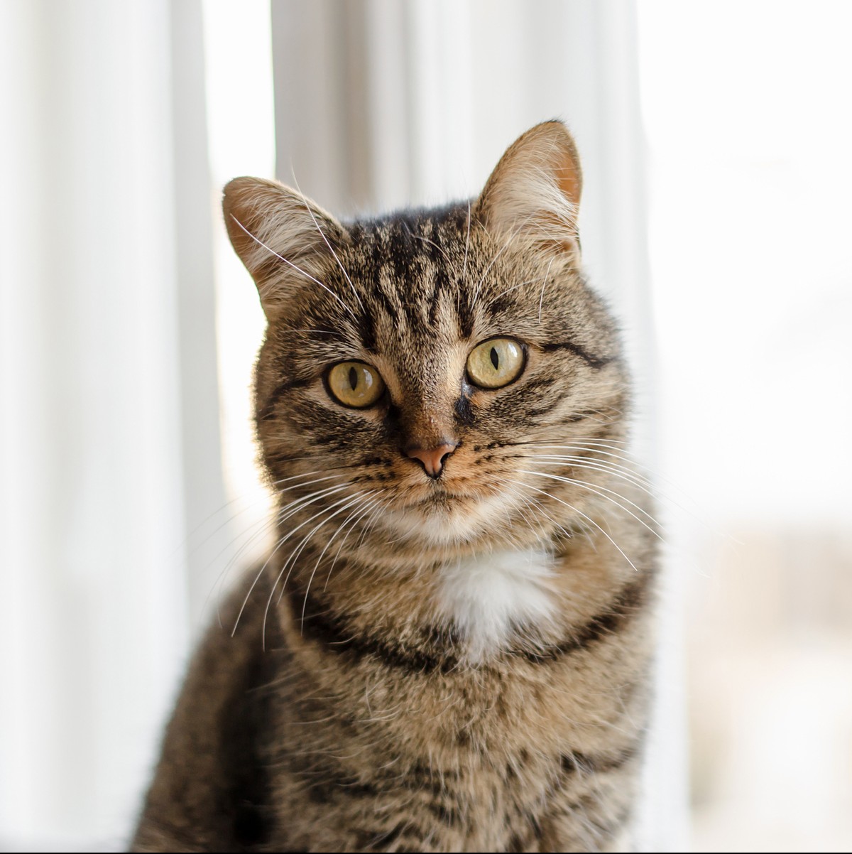 猫咪的小星球 