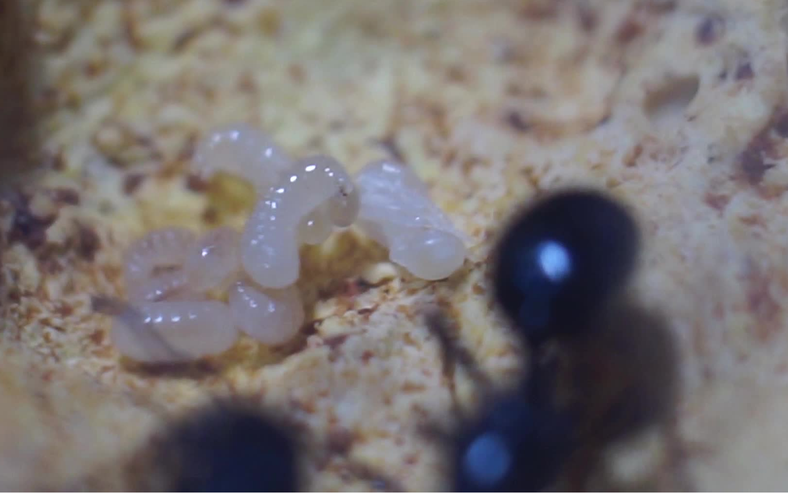 【蚂蚁王国01】针毛收获蚁,双后帝国之始