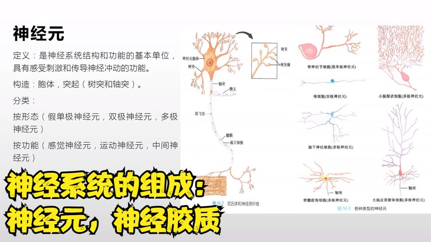 系统解剖学-神经系统总论之神经系统的组成