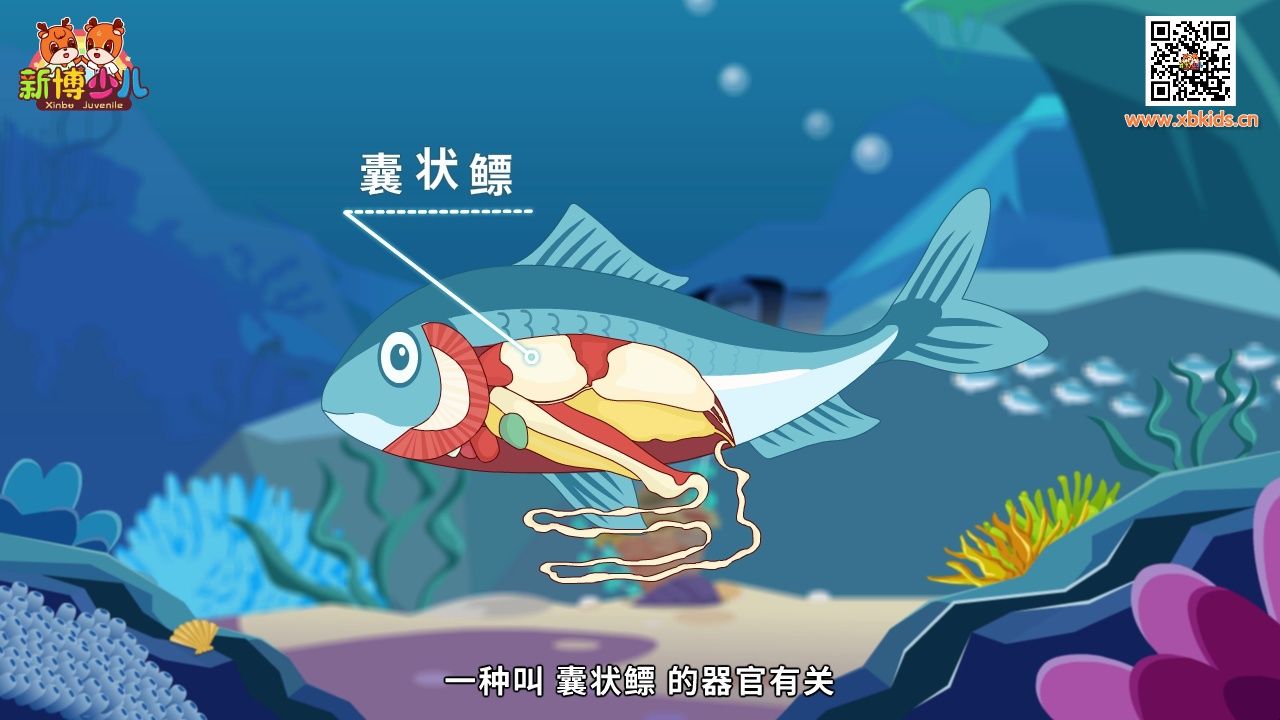 跟着动画学知识:鱼为什么能浮沉