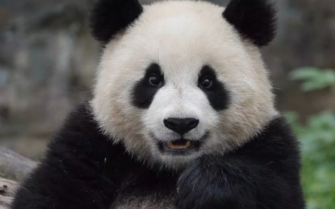 这几种中国独有的珍稀动物,你知道几个?