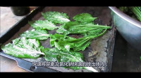 车前草的药用价值非常高,泡水喝远离多种疾病,可惜知道的人不多