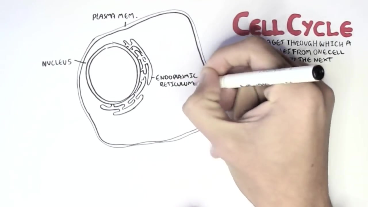 Cell Cycle (Overview, Interphase)