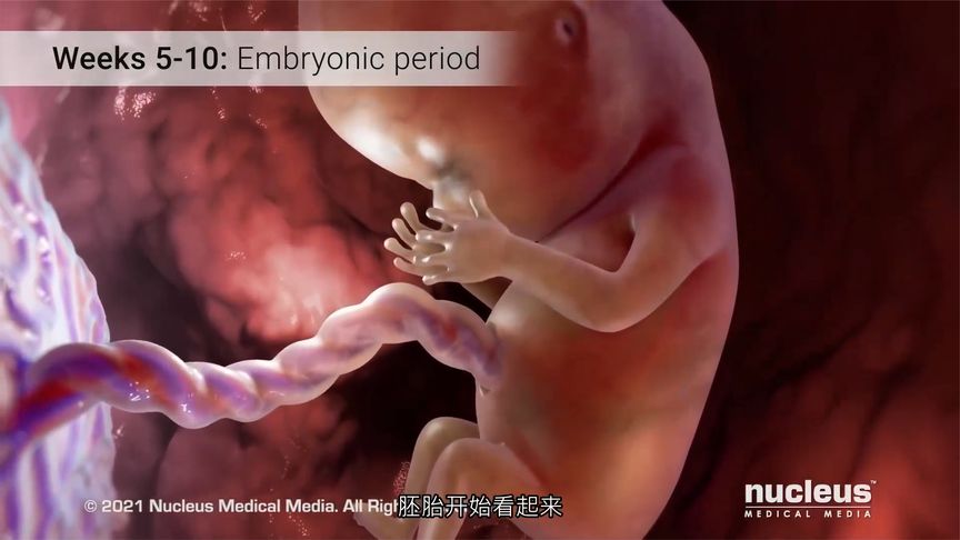 怀孕的头三个月的胎儿发育过程(动画)