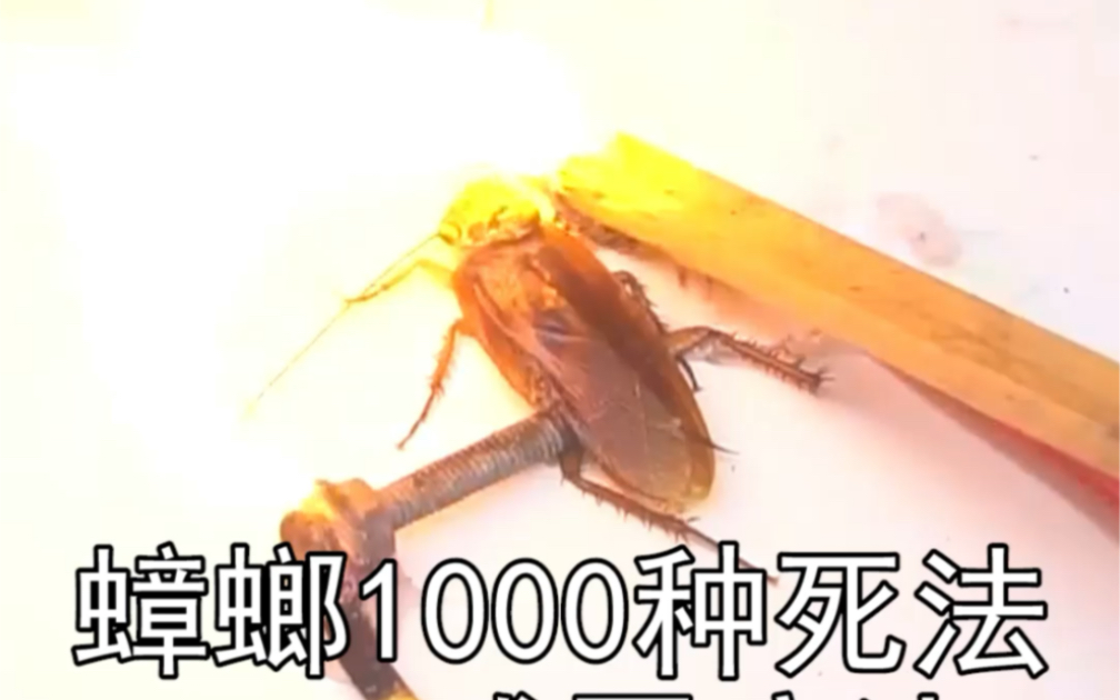 治感冒最高效的方法,没有之一#家庭版蟑螂粉