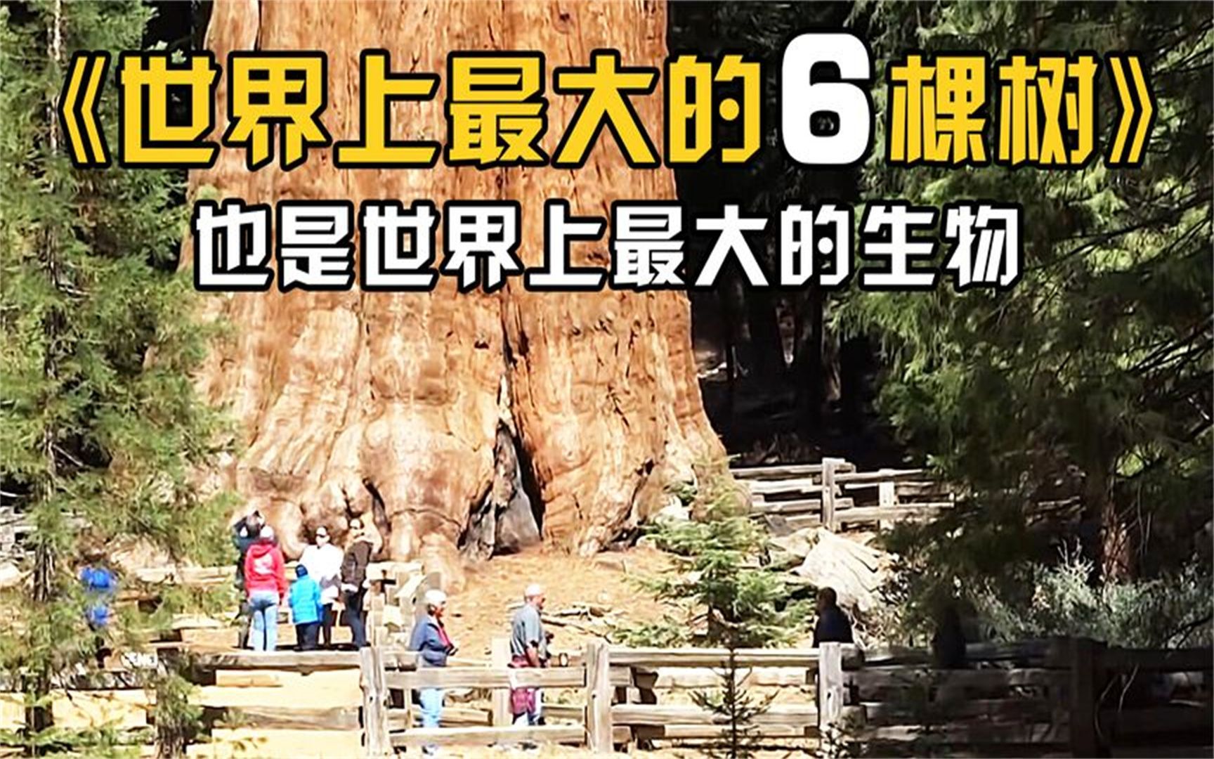 世界上最大的6棵树,也是已知世界上最大的生物!