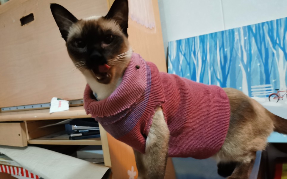 冬天来啦!简单几步自制猫咪衣服,你们家的暹罗猫再也不用挨冻了