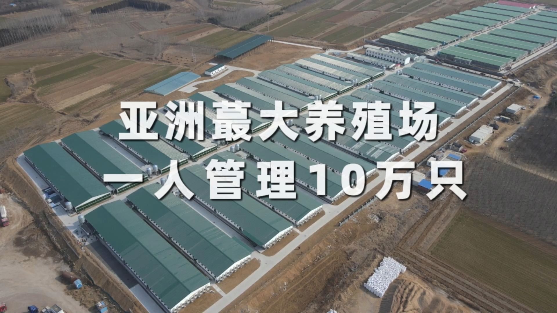 有人智能畜牧养殖方案,1人能养几万只畜禽!