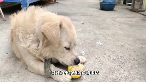 贪吃的小狗用冒号写一段话30字