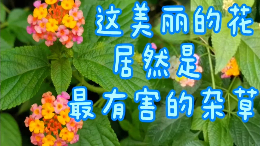 五色梅漂亮的外表下,居然是世界排名前10的有害杂草