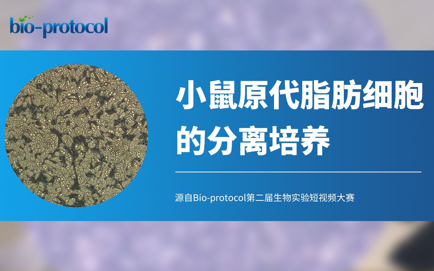 【Bio-protocol】小鼠原代脂肪细胞的分离培养