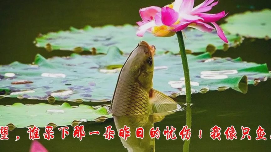 #诵读经典#荷塘月色