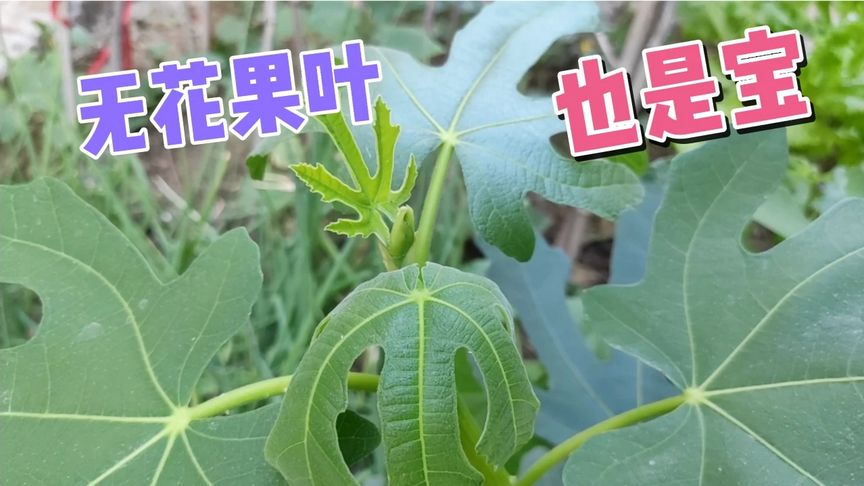 不起眼的无花果叶,原来好处这么多,还有很多人不懂,了解下