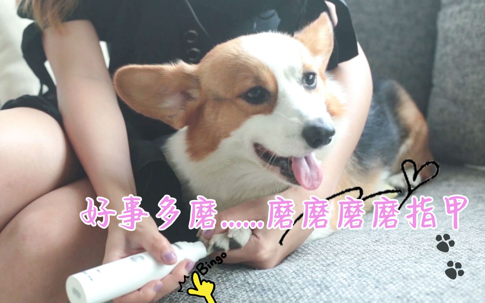 测评宠物电动磨甲器,帮你抛掉给狗狗剪指甲的困难