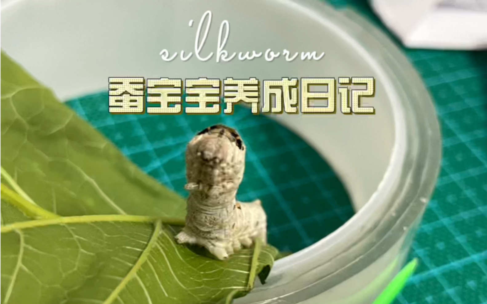 养蚕日记,老师发下来的蚕卵,记录从孵化到化蛹成蛾产卵的整个过程。
