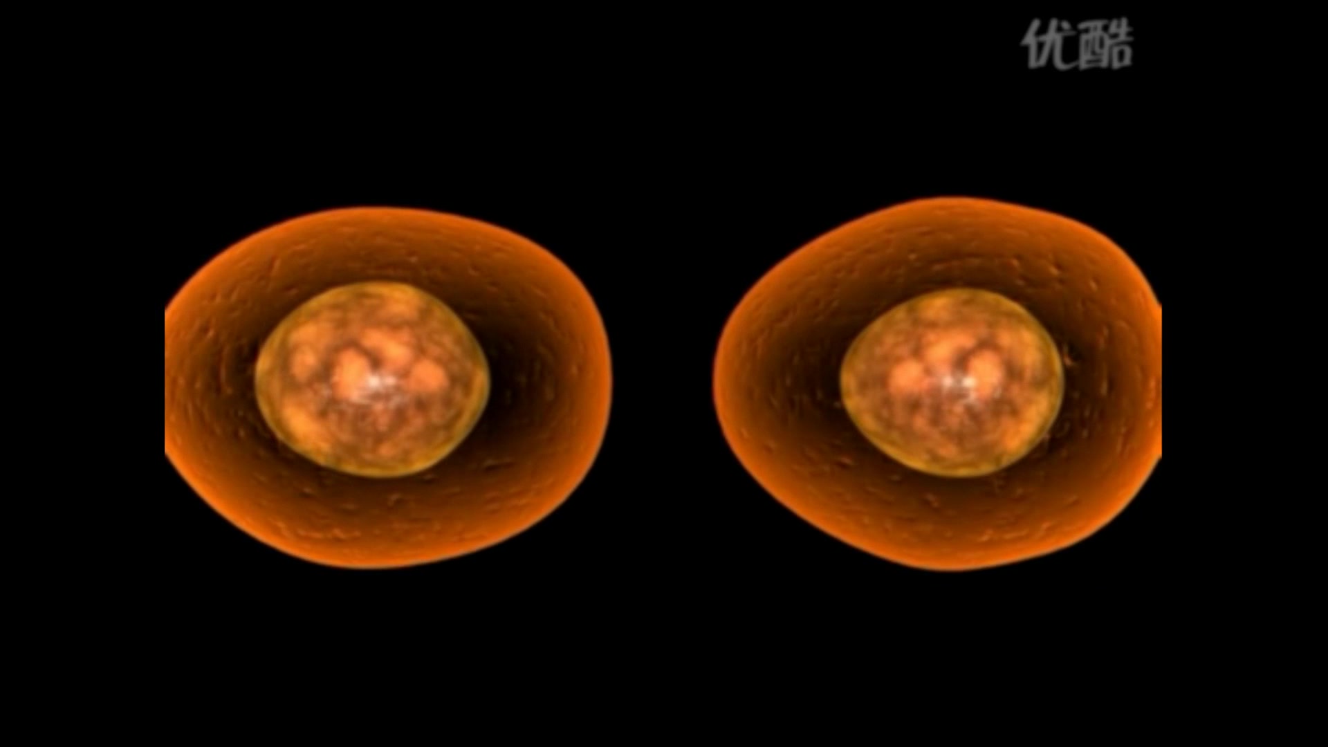 动物细胞有丝分裂